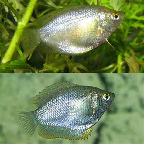 Dwarf Gourami Female Dwarf Flame Gourami 4cm Aquarium Central