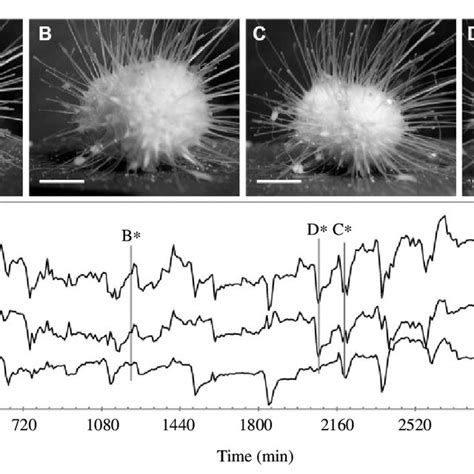 Contraction Pattern And Main Contraction States Of Two Fused Download Scientific Diagram