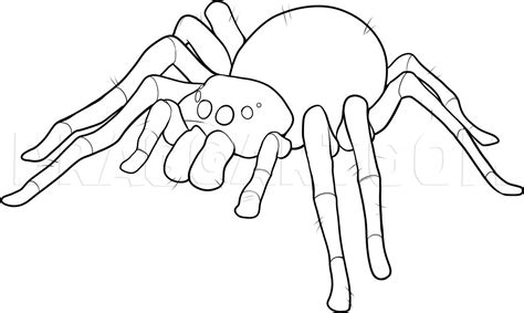 How To Draw An Easy Spider Drawing Step By Step By Dawn DragoArt