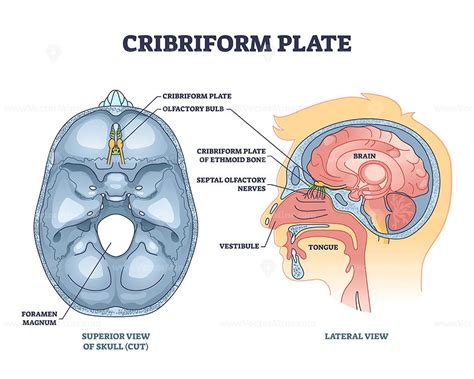 Cribriform Plate Of Ethmoid Bone Location In Head Outline Diagram