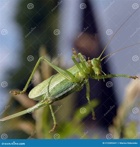 Green Grasshopper Sitting On A Window Pane Stock Image Image Of Large