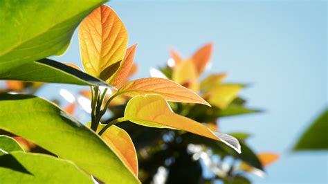 Mango Tree Leaf 29902706 Stock Video At Vecteezy