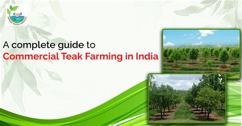A Complete Guide To Commercial Teak Farming In India Vatican Shona
