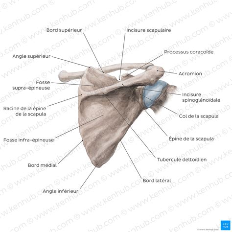 Scapula Omoplate Anatomie Rôle Notes Cliniques Kenhub