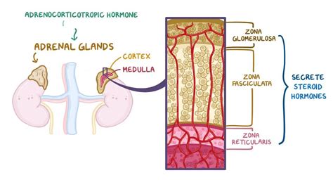 Adrenal Glands Release Which Hormone