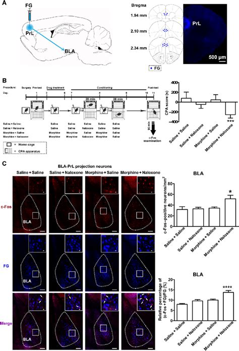 Effect Of Conditioned Context On The Expression Of C Fos In Bla Download Scientific Diagram