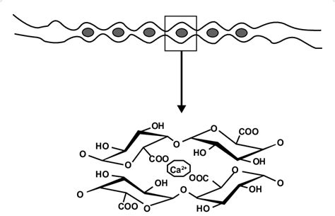 Schematic Representation Of Calcium Binding To Polygalactoronate