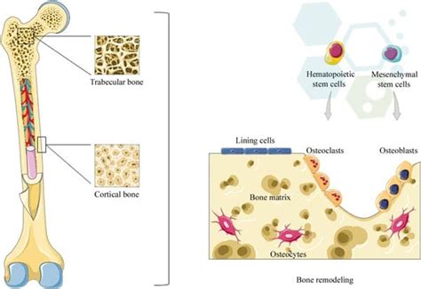 Isolated Bone Marrow Mesenchymal Stem Cell Transplants Bmsc