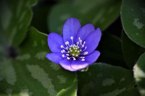 FLORES AZULES Preciosas Ejemplos Nombres Y Fotos