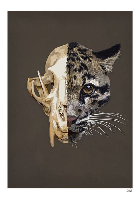 Clouded Leopard Skull