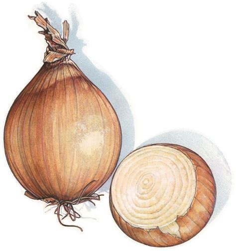 Иллюстрации овощей фруктов Фрукты Иллюстрации Картины