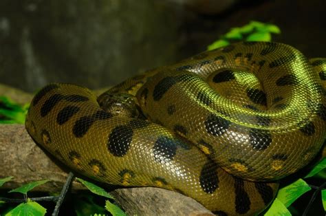 Green Anaconda 13 Year Old Green Anaconda Dil Dies At
