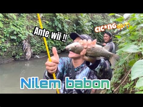 Spot Lama Tak Terjamah Ikannya Babon Bosku YouTube