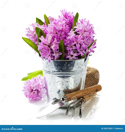 Jacintos E Ferramentas De Jardim Bonitos Imagem De Stock Imagem De