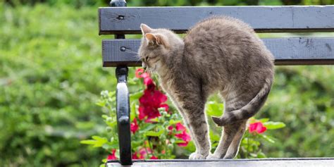 How Do Cats Communicate With Each Other A Veterinarian Explains