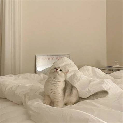 232 Aesthetic Cat Widget Ideas For Iphone And Android Widgetclub