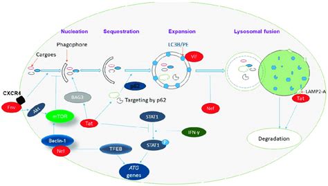 Interaction Of Different Human Immunodeficiency Virus Type 1 Hiv 1