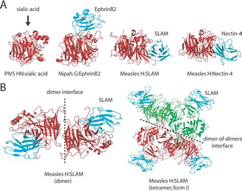 Paramyxovirus Structure