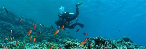 Bay Area Scuba Scuba Diving Classes In The Bay Area Bay Area Scuba