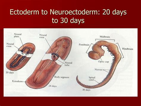 Ppt Development Of Cns Powerpoint Presentation Free Download Id