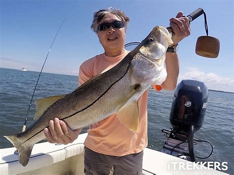 Florida Snook Season Opens Share The Outdoors