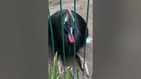 Cassowary Youtube