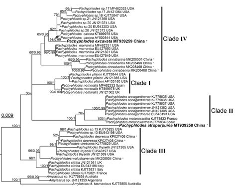 Maximum Likelihood Ml Phylogenetic Tree Generated From The Lsu