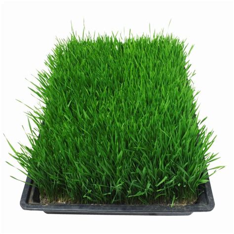 How Much Grass Seed Will I Need Per Square Foot Hunker