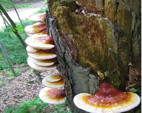 Ganoderma Applanatum Midwest American Mycological Information