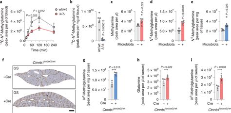 The Microbiome And β Catenin Activation Increase N⁵ Methylglutamine