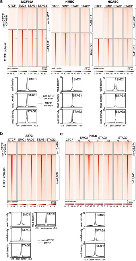 Stag2 Is The Preferred Variant At Non Ctcf Cohesin Positions In Human