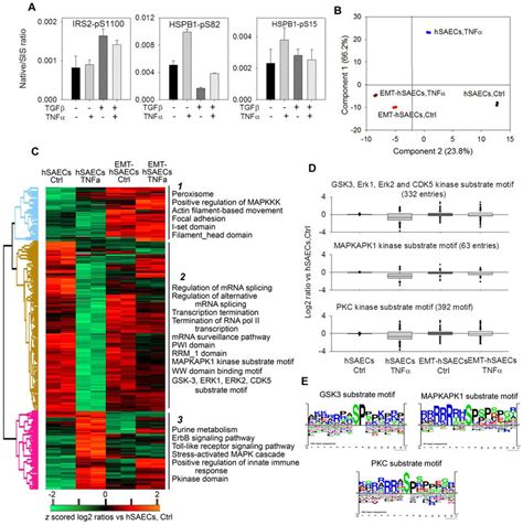 Expression Profiles Of Phosphorylation Evets In Response To Tnfα In The