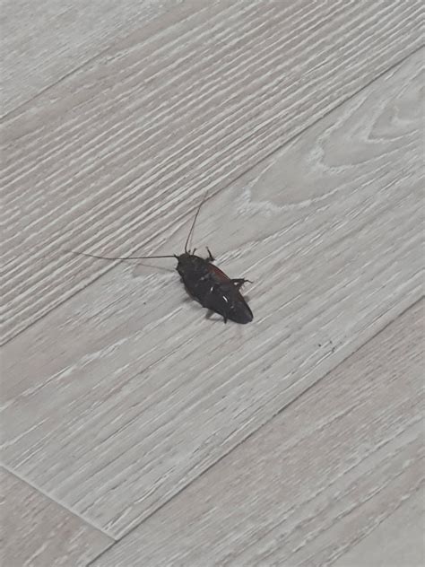 집에 너무 큰 바퀴벌레가 나왔어요ㅠㅠㅠㅠㅠㅠㅠ 지식in