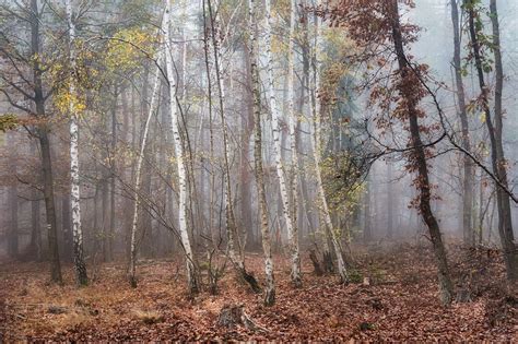 Fall Hd Nature Forest Birch Hd Wallpaper Rare Gallery