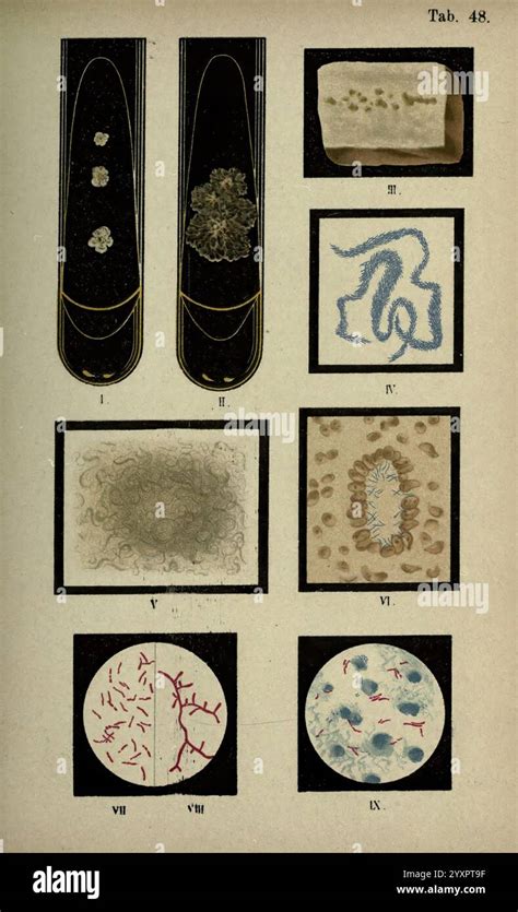 Atlas And Essentials Of Bacteriology New York 1897 Bacteria