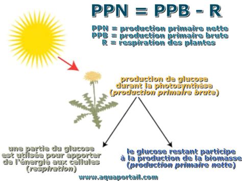 Production Primaire Nette Définition Et Explications