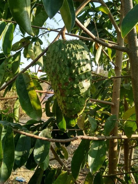 A Grade Cancer Killer Fruit Soursop For Sale Packaging Type Carton