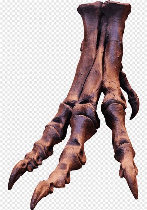 티라노사우루스 렉스 공룡 뼈 해골 발 발톱 기타 이미지 파일 형식 Png Pngegg