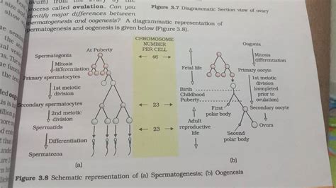 Vifpermatogenesis And Oogenesis A Diagrammatic Representation Of Siperma