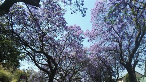 자카란다 나무 블 룸 Pixabay의 무료 사진 Pixabay
