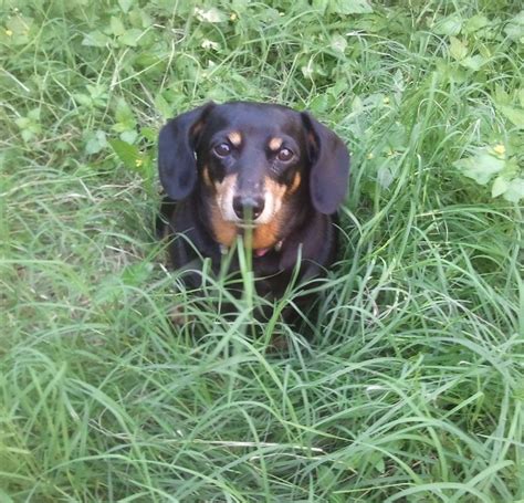 Dachshund Dog For Adoption In Pearland Tx Adn 674757 On Puppyfinder