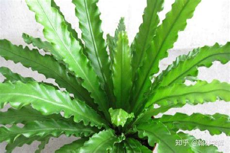鸟巢蕨叶子焦边怎么办 知乎