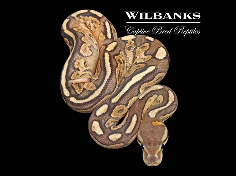 Cinnamon Special Fire Ball Python ♀ 25 Wilbanks Captive Bred Reptiles