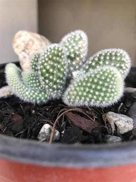 Cacto Plantar Espinhoso Foto Gratuita No Pixabay Pixabay