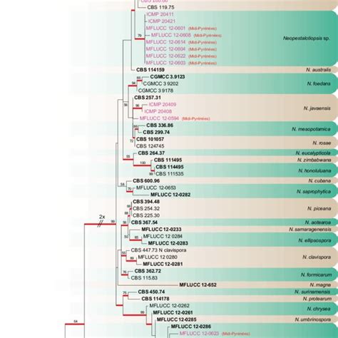 Consensus Phylogram 50 Majority Rule Of 1000 Trees Resulting From A