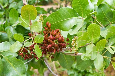 Pistachio Description Uses Nutrition Britannica