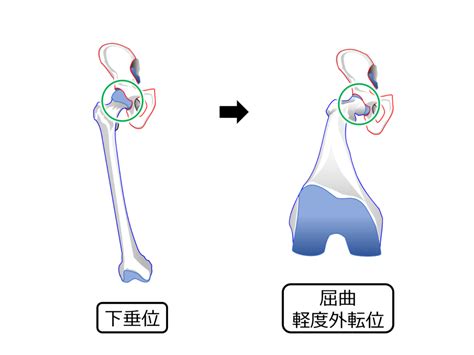 股関節の構造 整体＆パーソナルトレーニングスタジオtclab