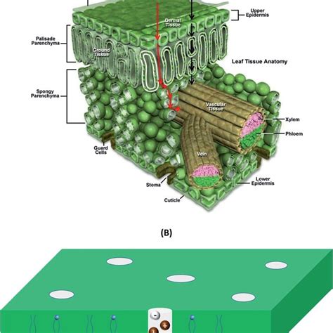 Pdf Nanotechnology Promotes The Randd Of New Generation Micronutrient Foliar Fertilizers