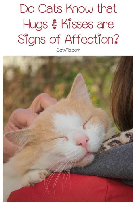 Do Cats Understand Kisses As Expressions Of Love