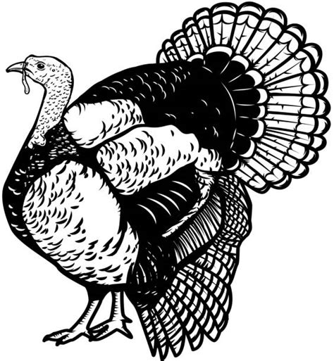 Best Turkey Illustrations Royalty Free Vector Graphics And Clip Art Istock